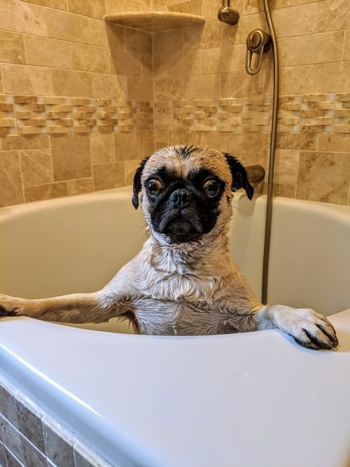 How to dry your dog safely, quickly and hassle free – Wow Grooming