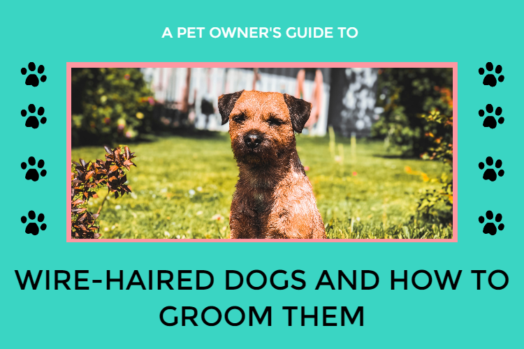 Wire hair dogs and how to groom them – Wow Grooming